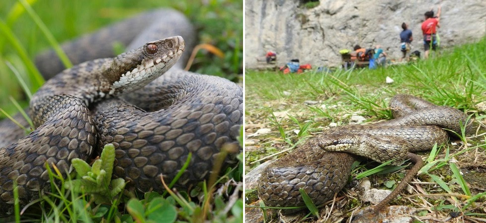 Dalla vipera al biacco, molte segnalazioni (e già due persone avvelenate) ma quali serpenti ...